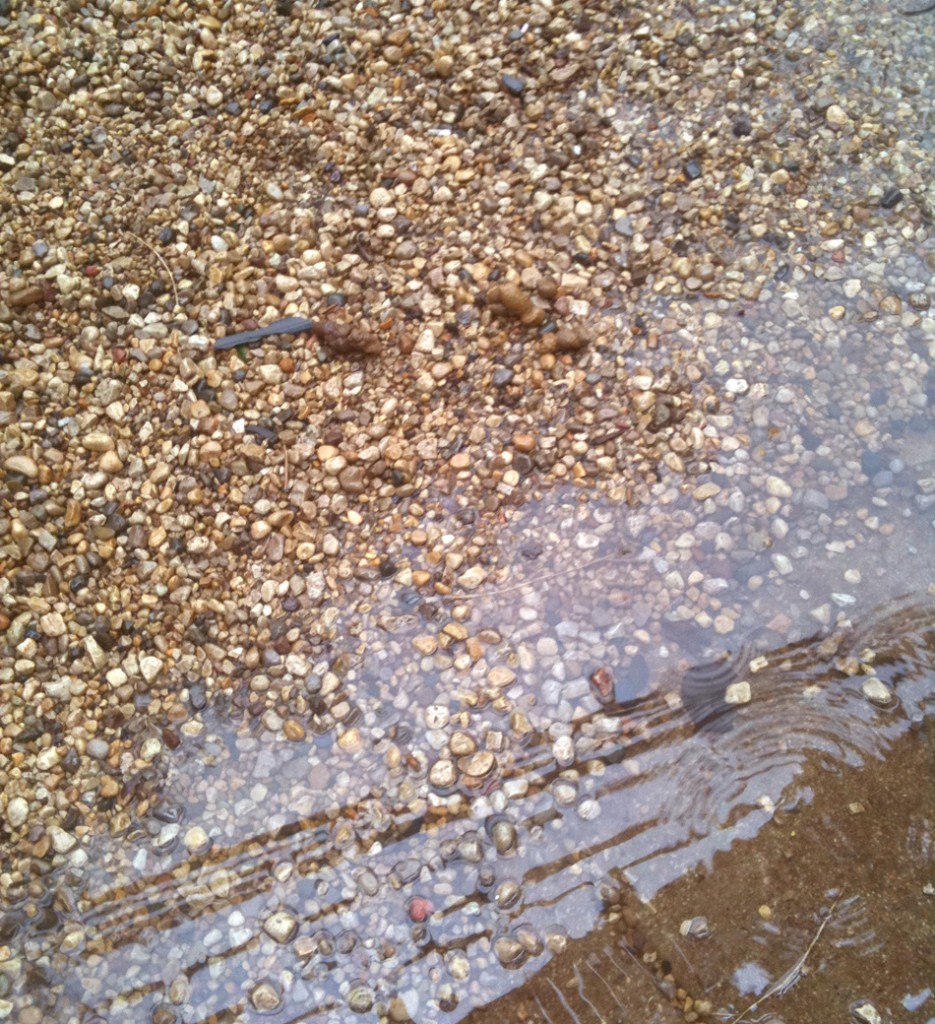 Fresh Wet Ones | South Poop